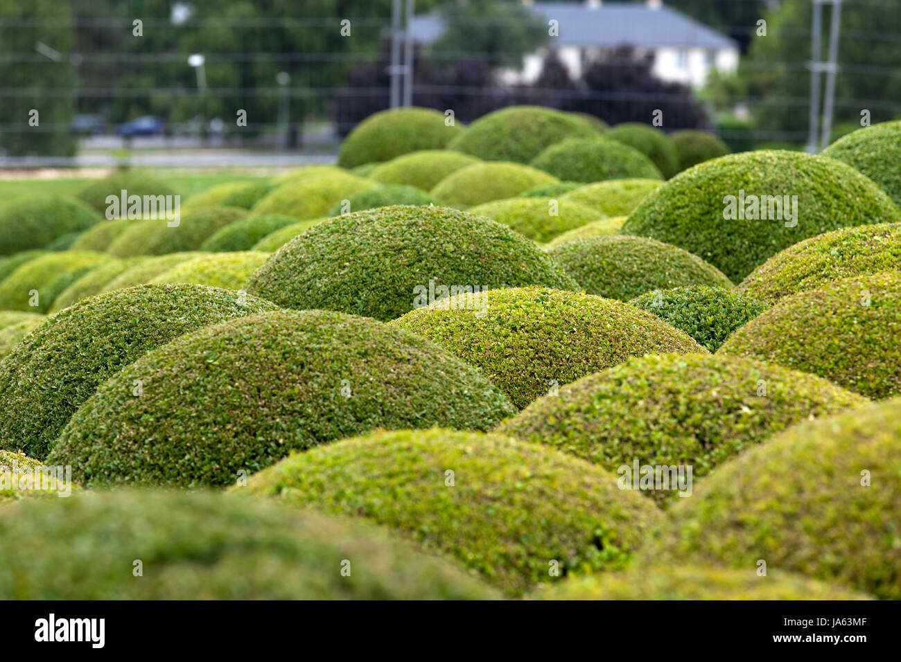 garden, hedge, balls, beautiful, beauteously, nice, detail, colour ...