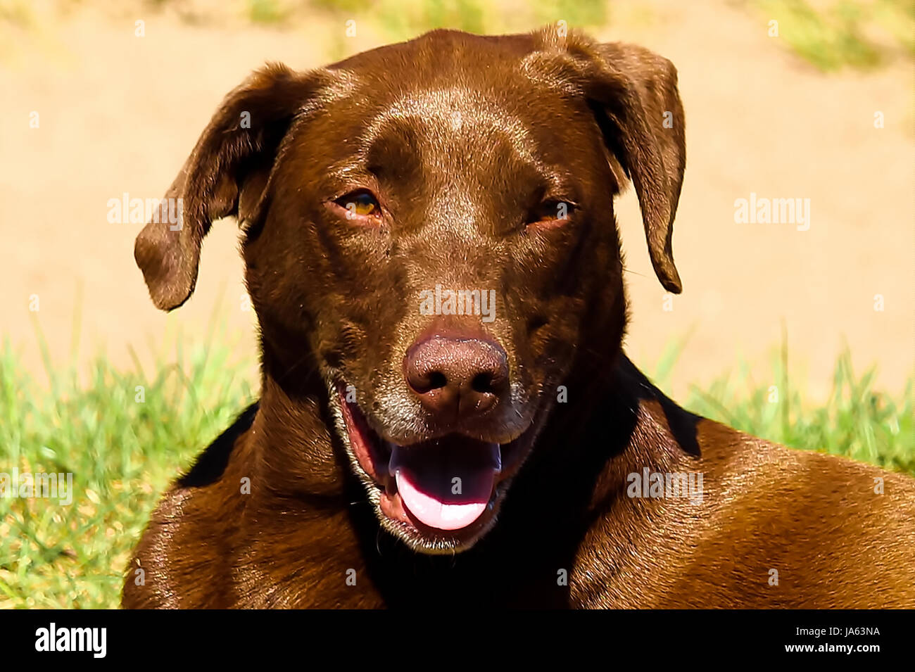 Canine grin hi-res stock photography and images - Alamy