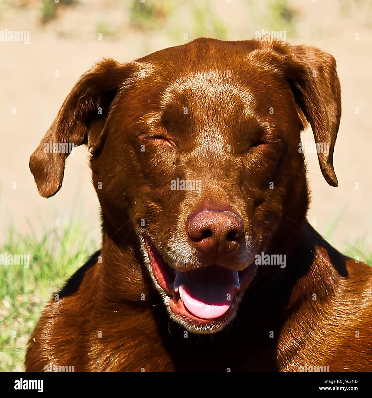 Laugh closed eyes hi-res stock photography and images - Alamy