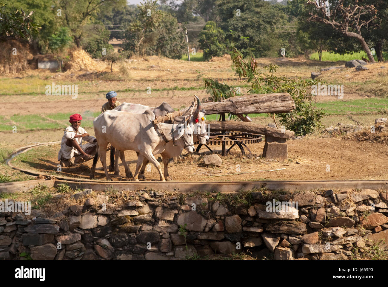 Cattle power a traditional irrigation system in rural Rajasthan, India ...