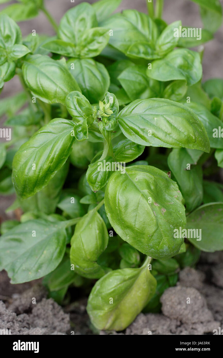 spice, garden, kitchen, cuisine, basil, gardens, herbs, plant, spice ...