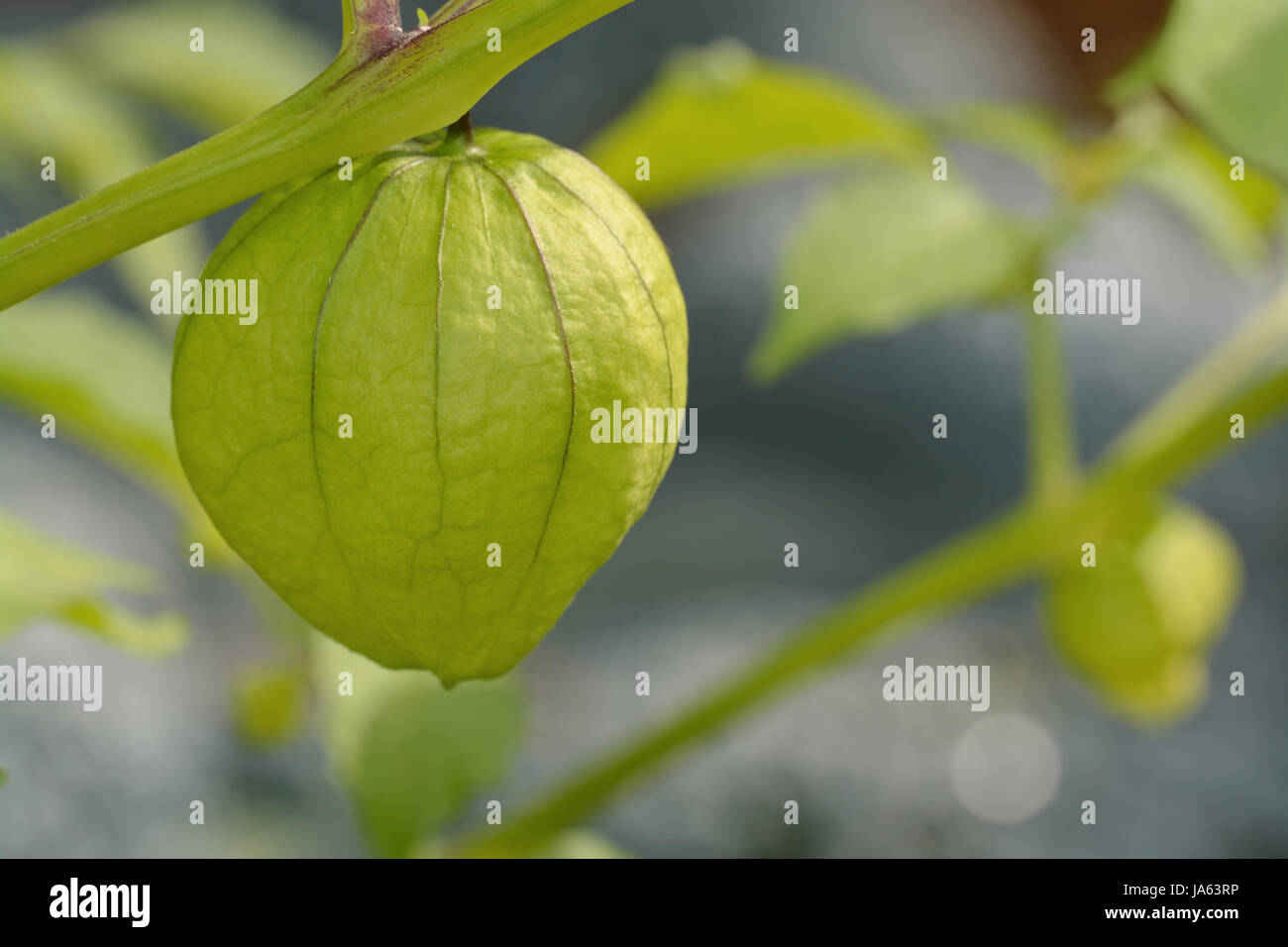 garden, vegetable, gardens, mexico, tomato, nature, food, aliment ...