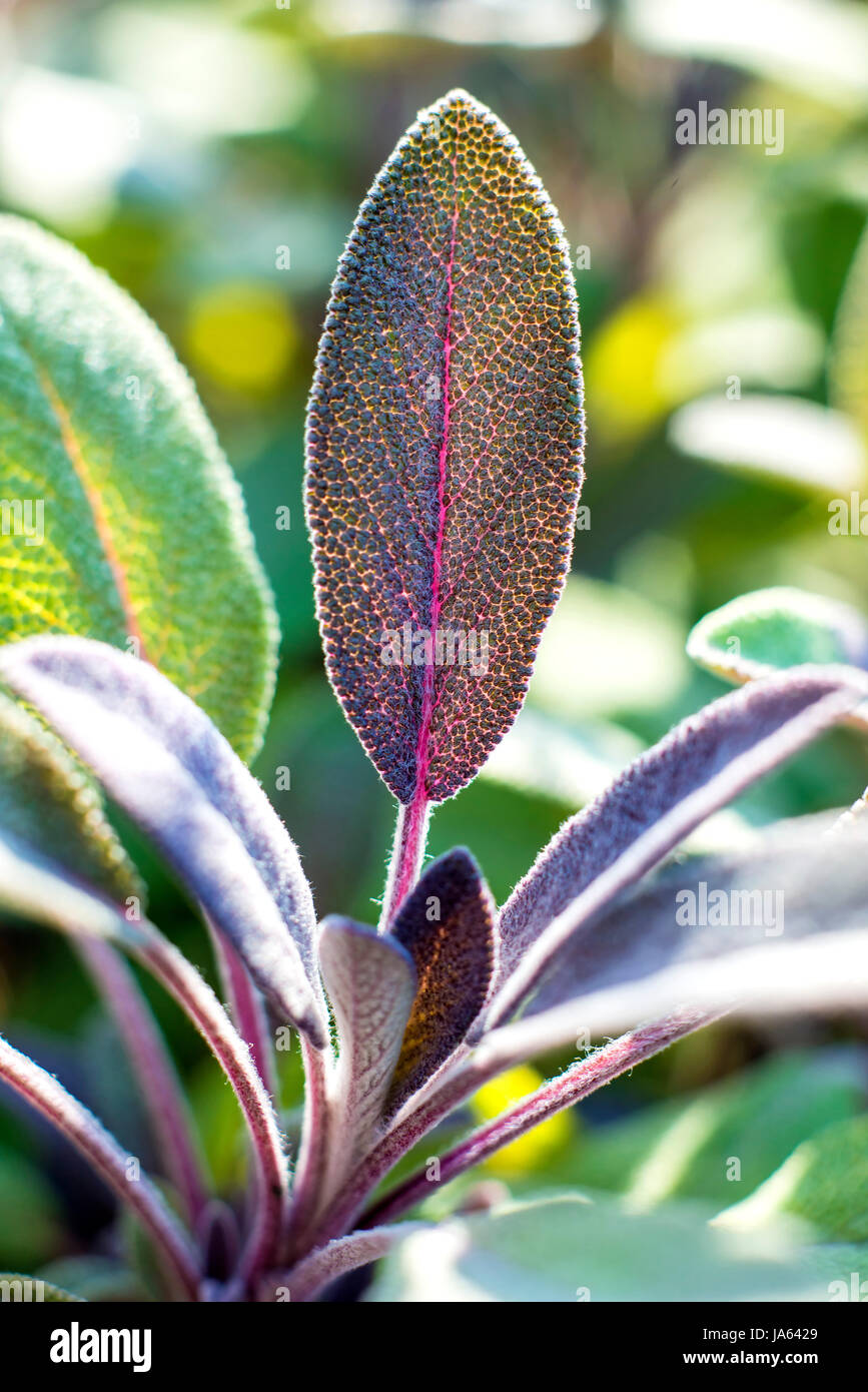 Sage tea boil hi-res stock photography and images - Alamy