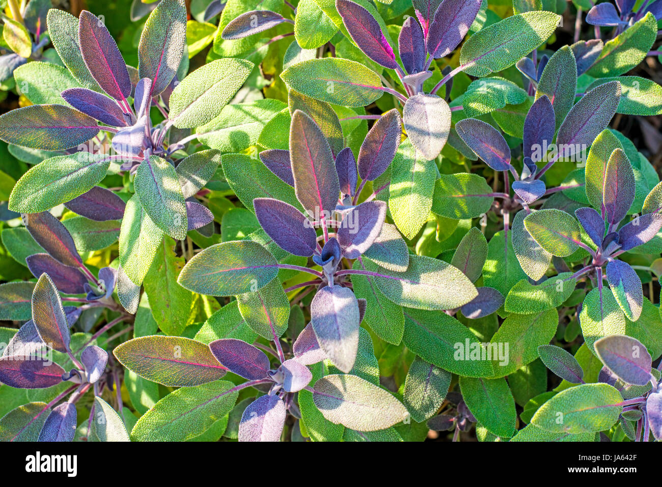 Sage tea boil hi-res stock photography and images - Alamy