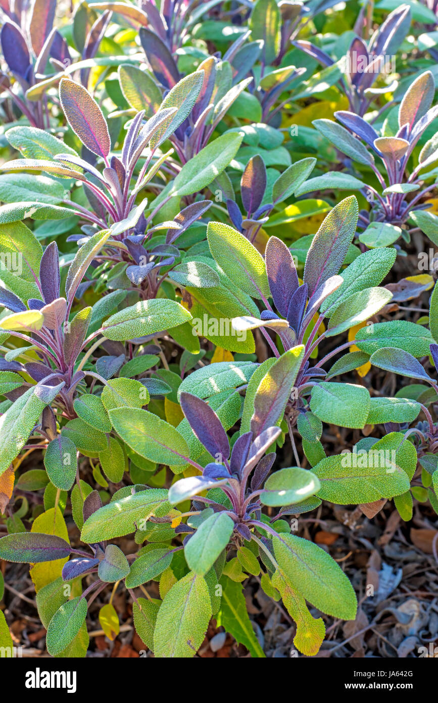 Sage tea boil hi-res stock photography and images - Alamy