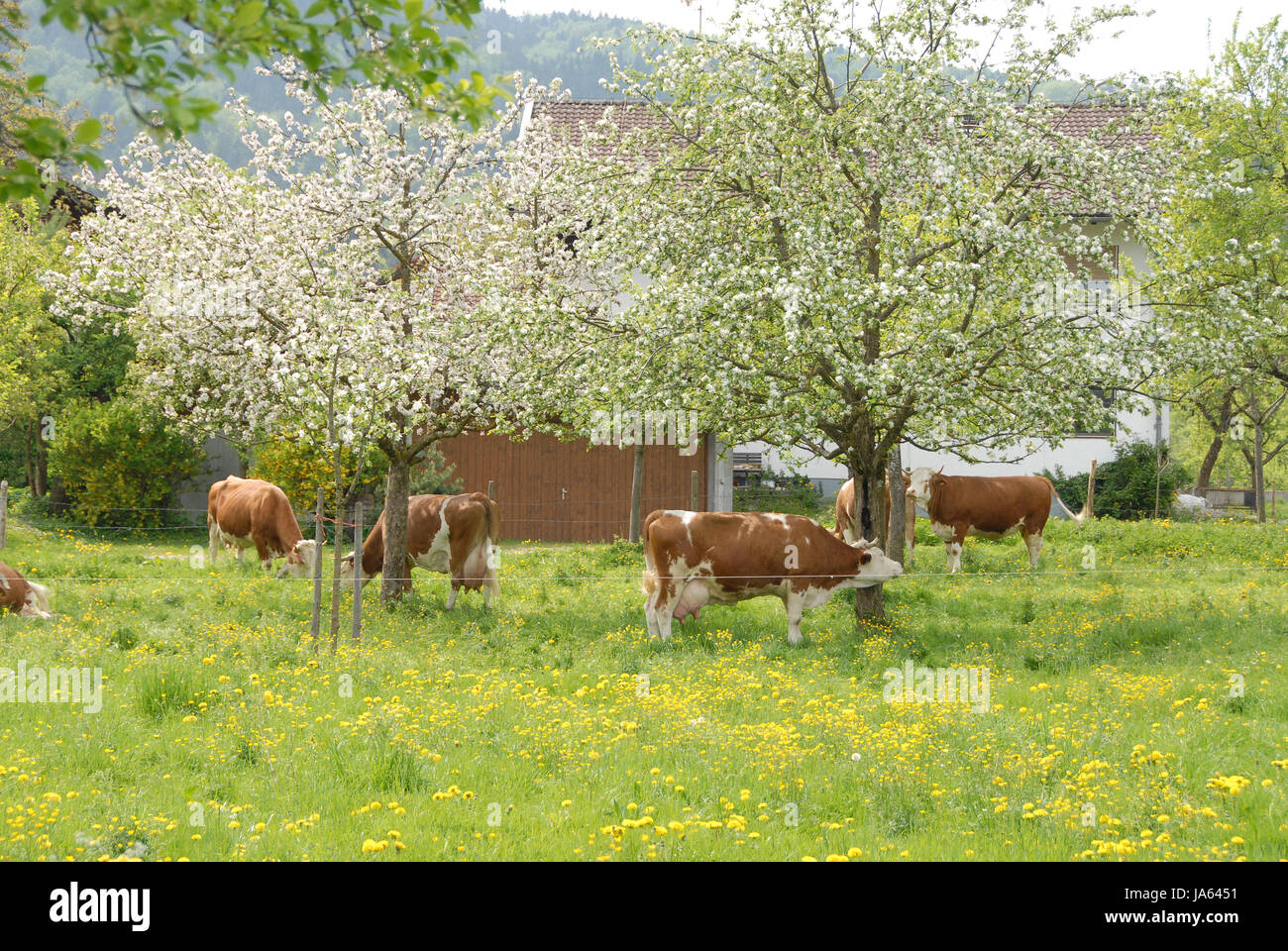 bavaria, spring, cows, cattle, milkers, blossoms, spring, milk ...