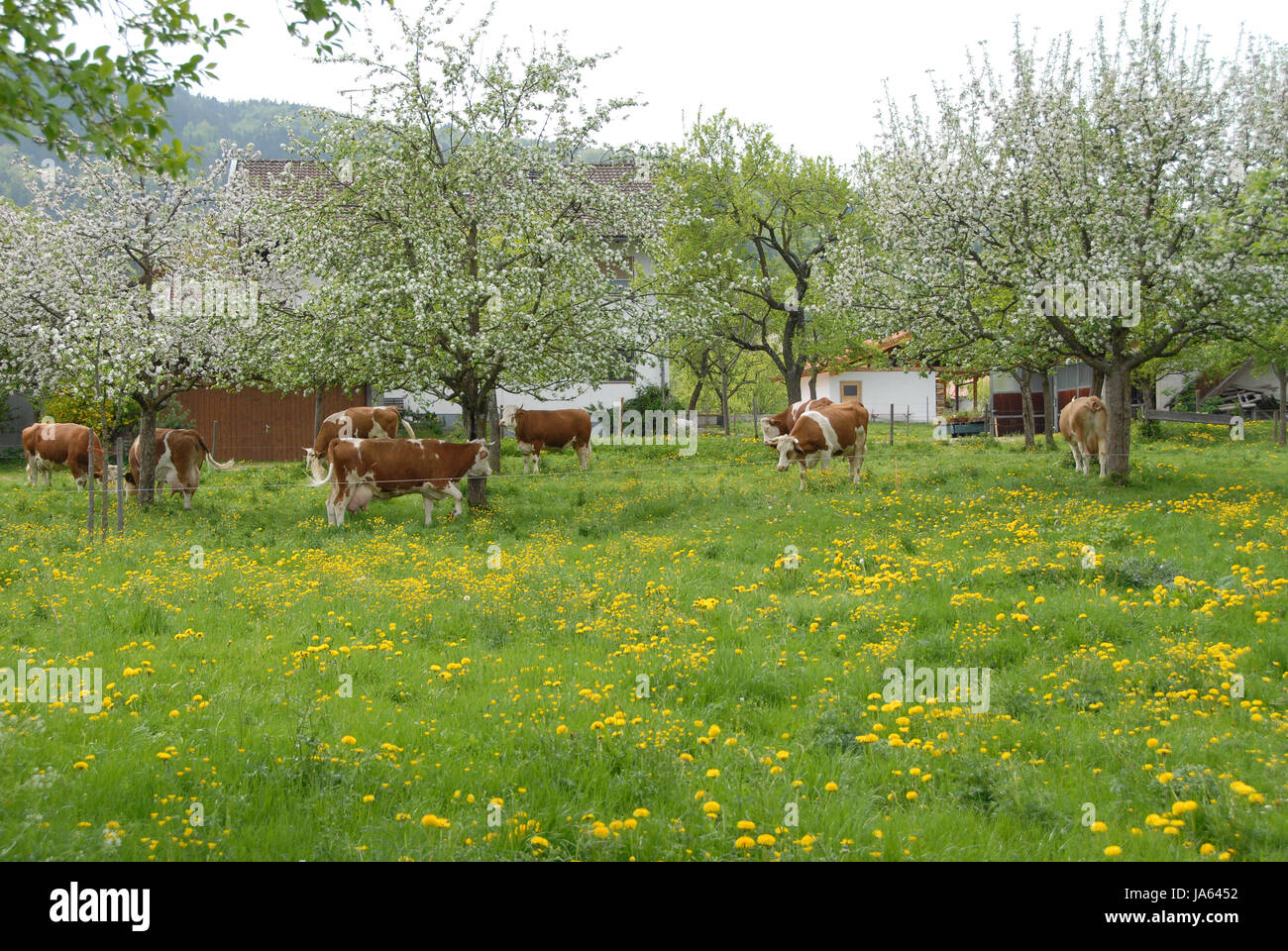bavaria, spring, cows, cattle, milkers, blossoms, spring, milk ...