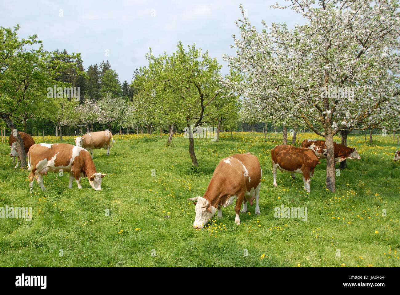 Milkers hi-res stock photography and images - Alamy
