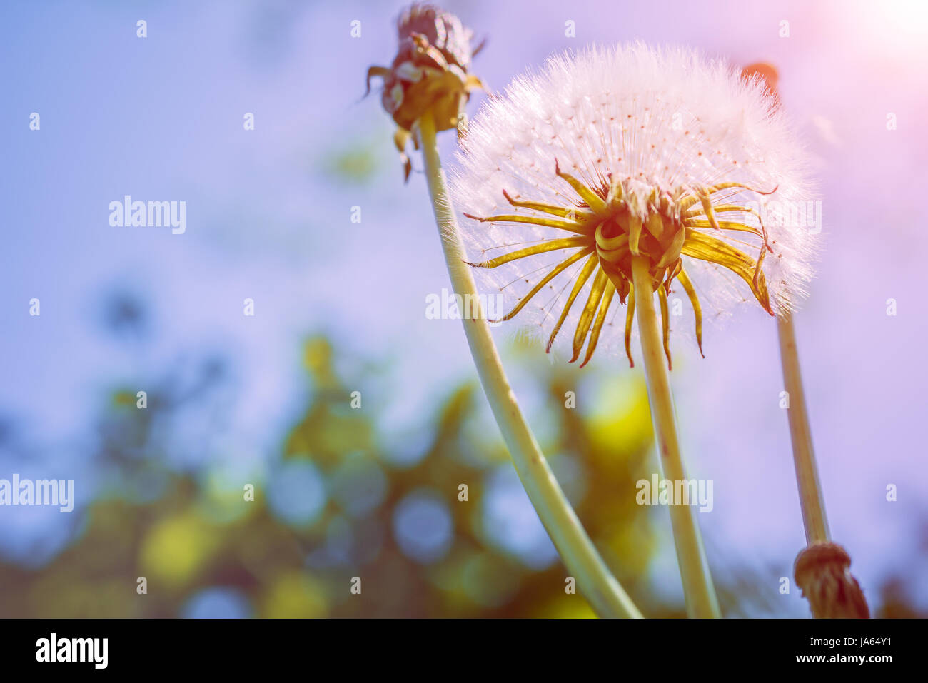 Dandelion flower with sunlight - Freedom to Wish Stock Photo - Alamy