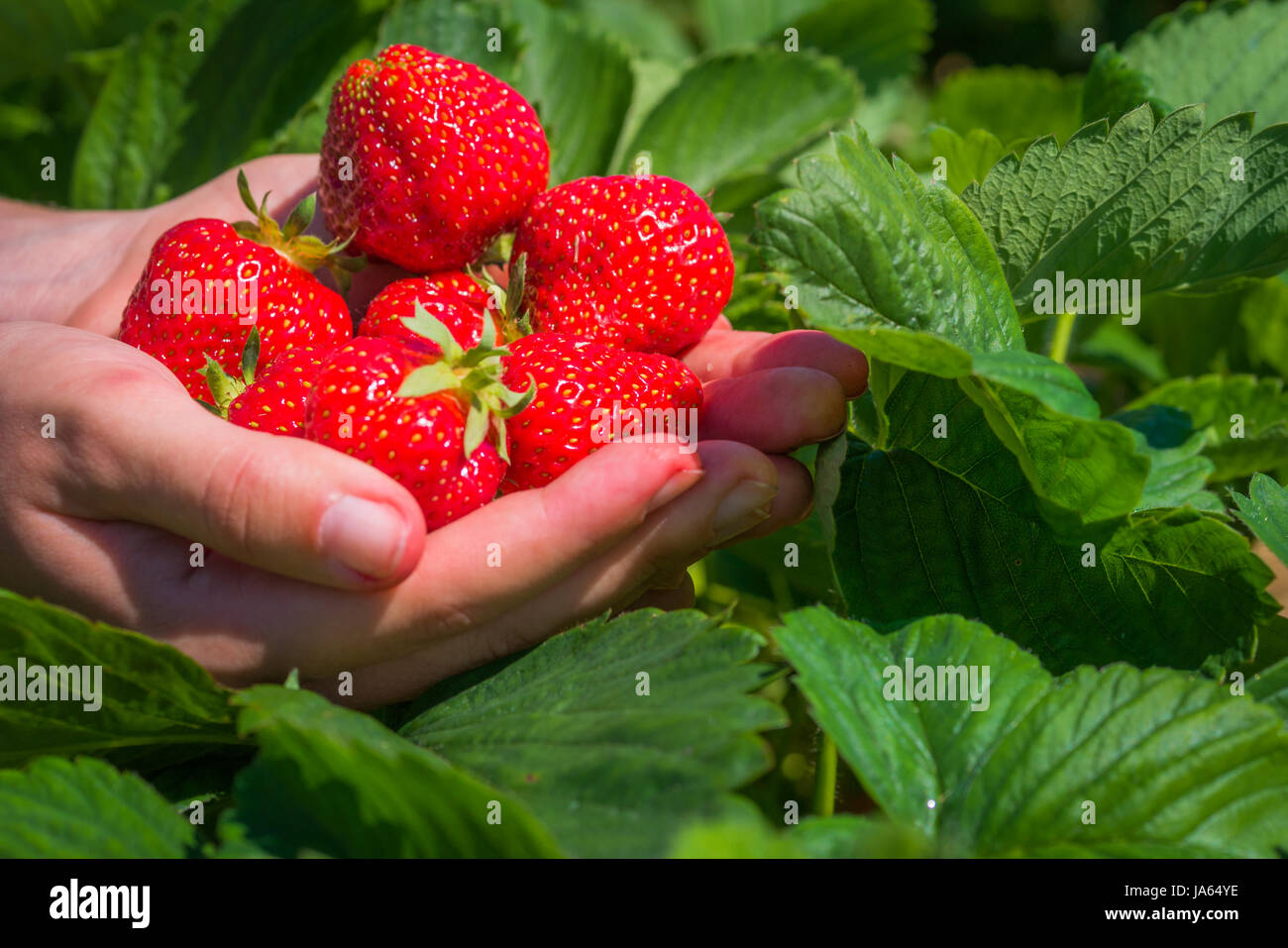 Strawberry picking hi-res stock photography and images - Alamy