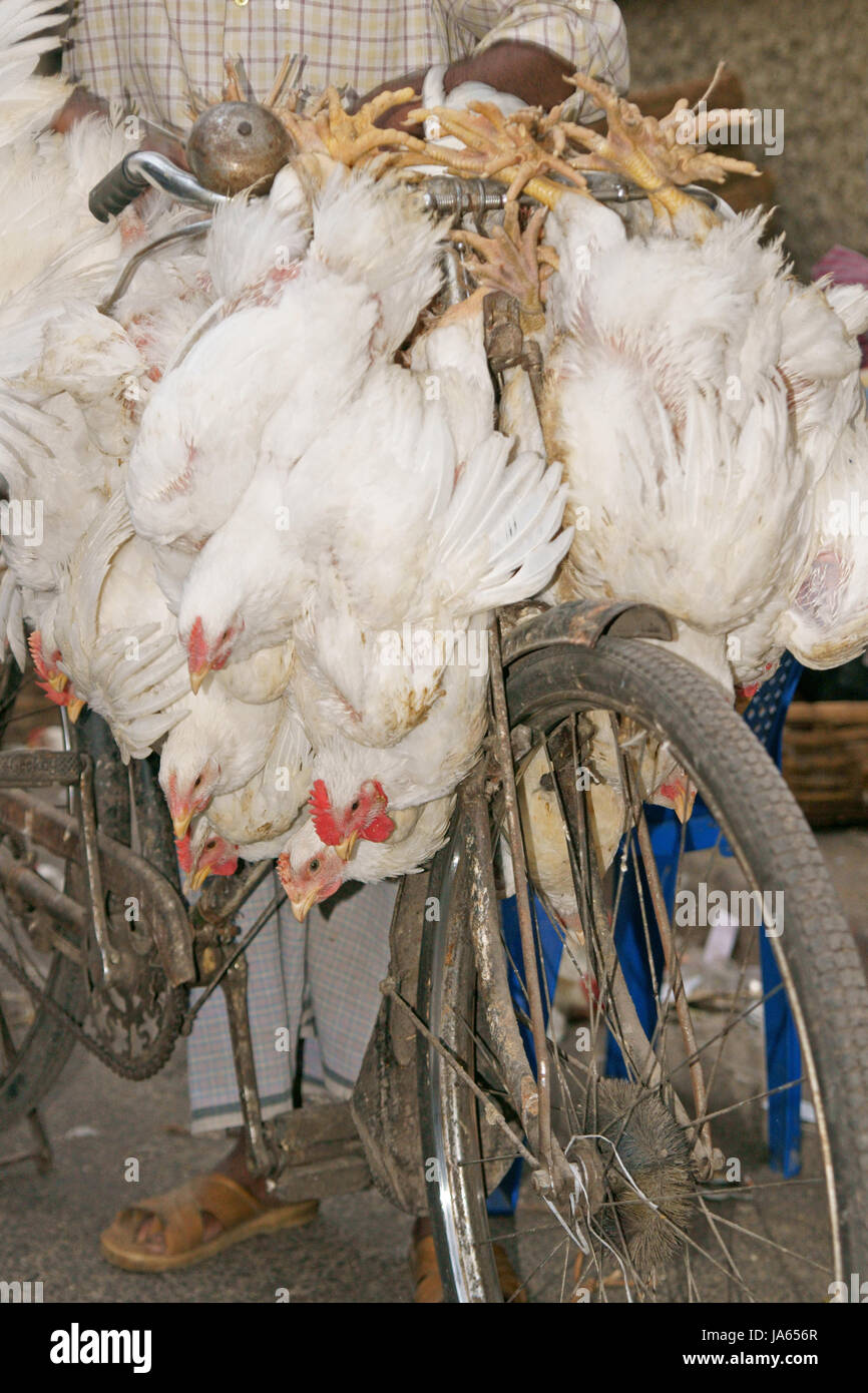 Bicycle loaded with chickens at a market in Kolkata, West Bengal, India ...
