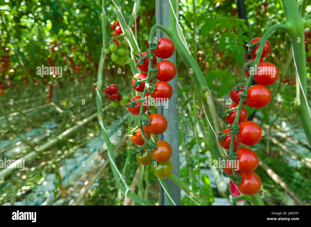 interior, ripe, netherlands, horticulture, cultivation, tomatoes, tomatos Stock Photo - Alamy