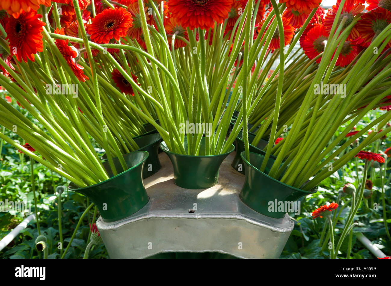 interior, flower, flowers, plant, netherlands, horticulture ...
