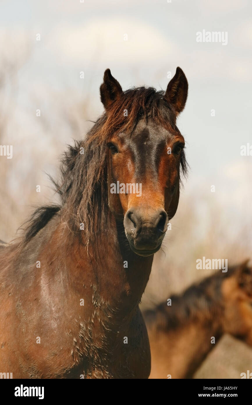 Danube Delta horse or Letea horse stallion showing head and neck ...