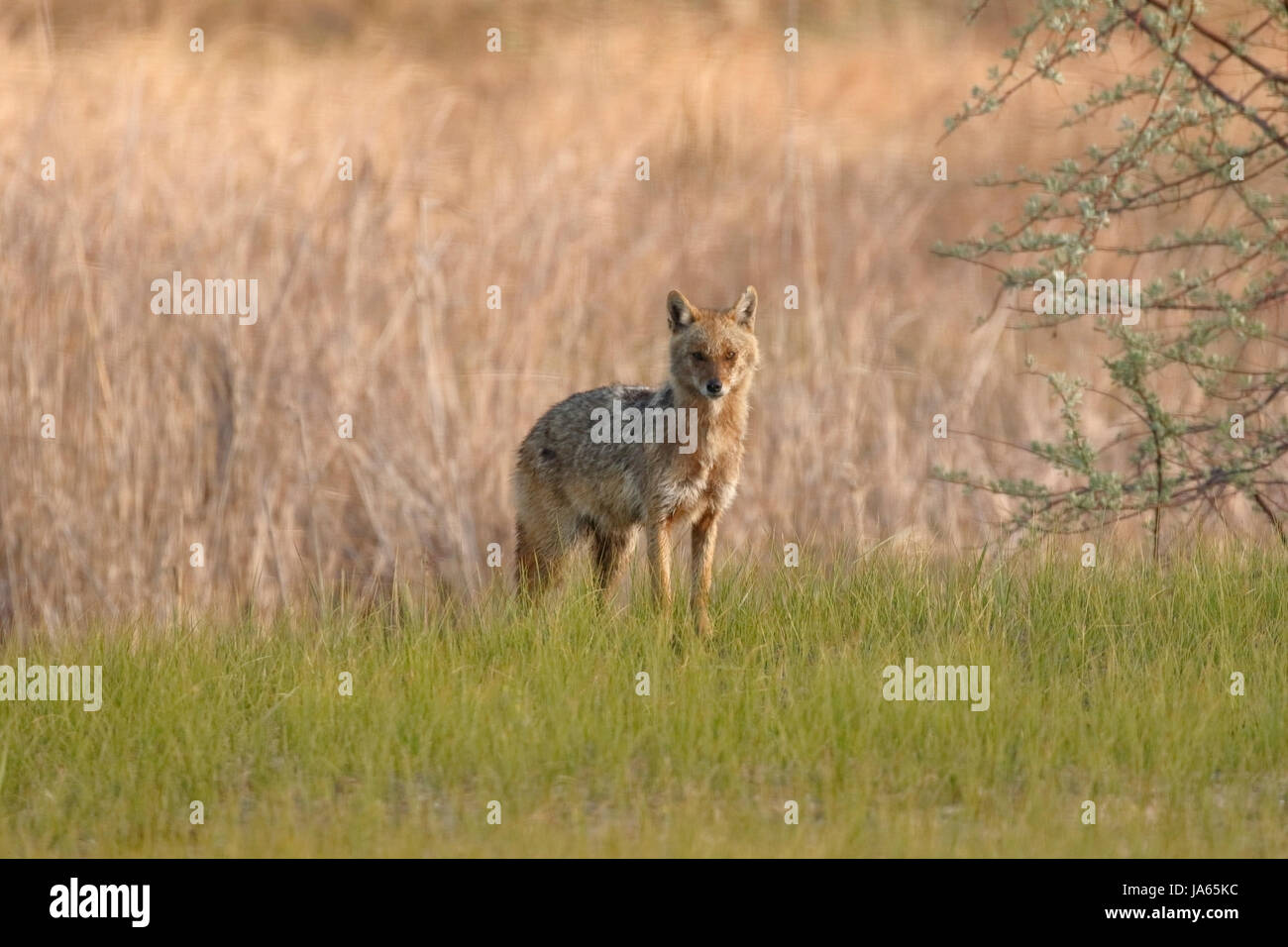 golden jackal (Canis aureus) adult standing on short vegetation, Danube delta, Romania Stock ...