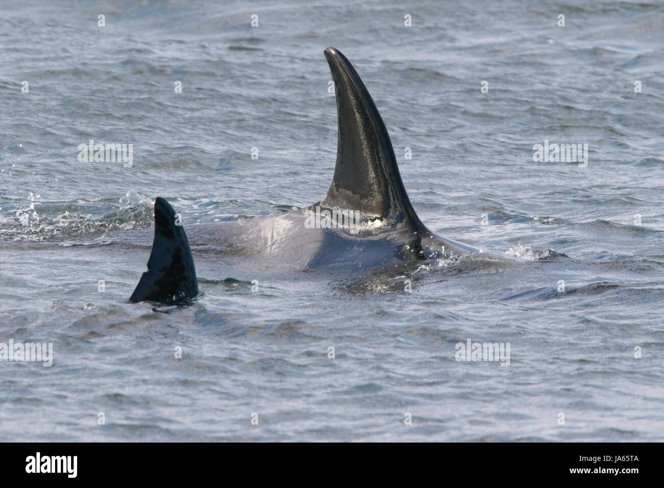 orca or killer whale (Orcinus orca), showing dorsal fin of two animals ...