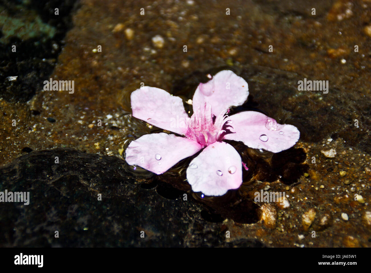 Leaf environment enviroment bloom hi-res stock photography and images ...