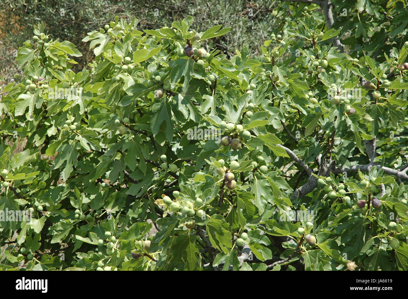 fig, freshness, fig leaf, leaf, tree, branch, fruit, bud, fig, autumn ...