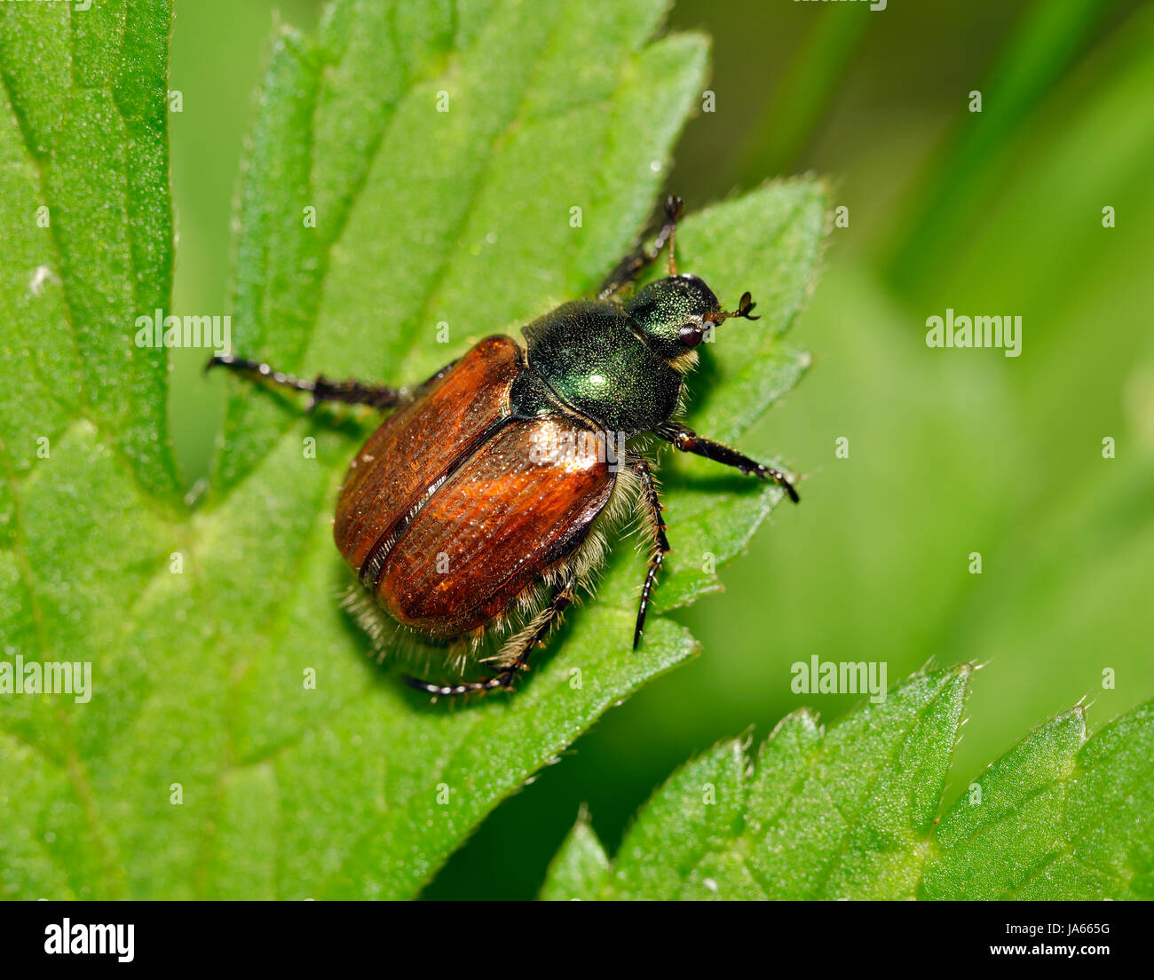 Chafer beetle hi-res stock photography and images - Alamy