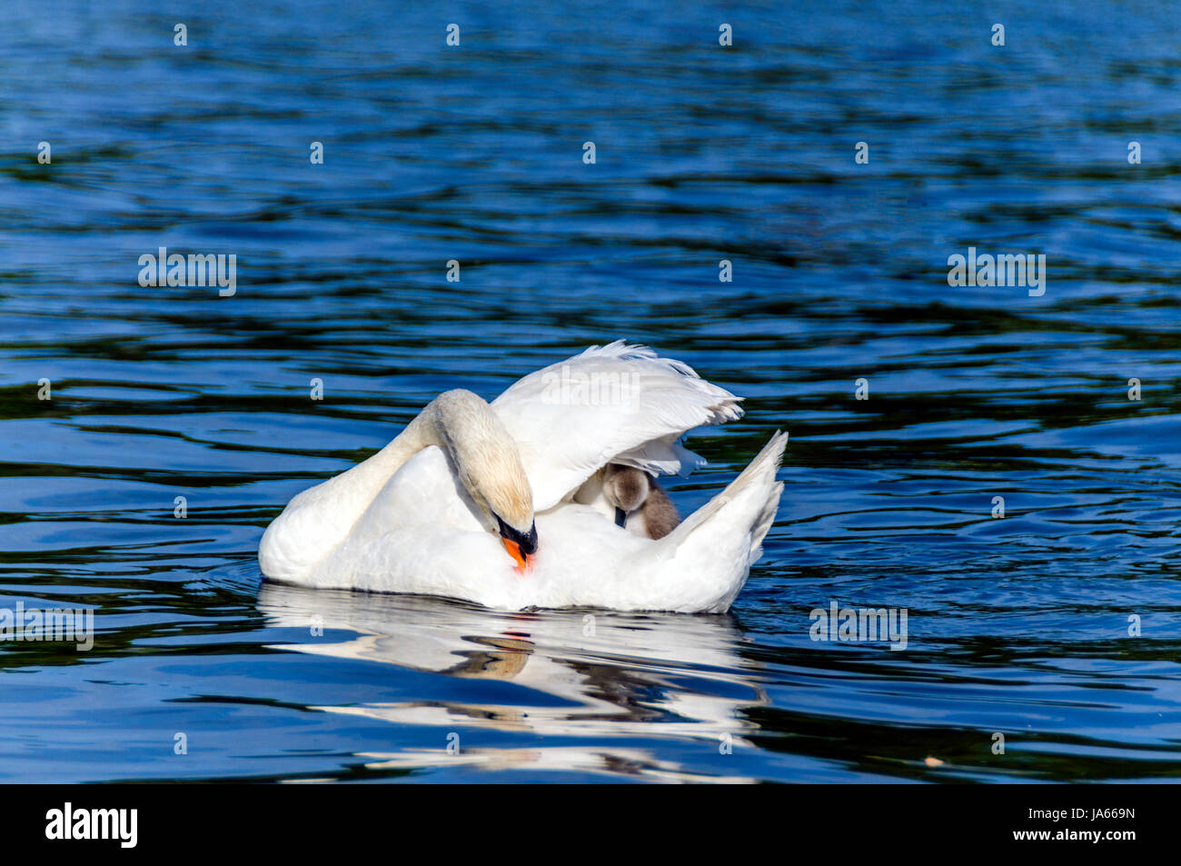 Schwan hi-res stock photography and images - Alamy