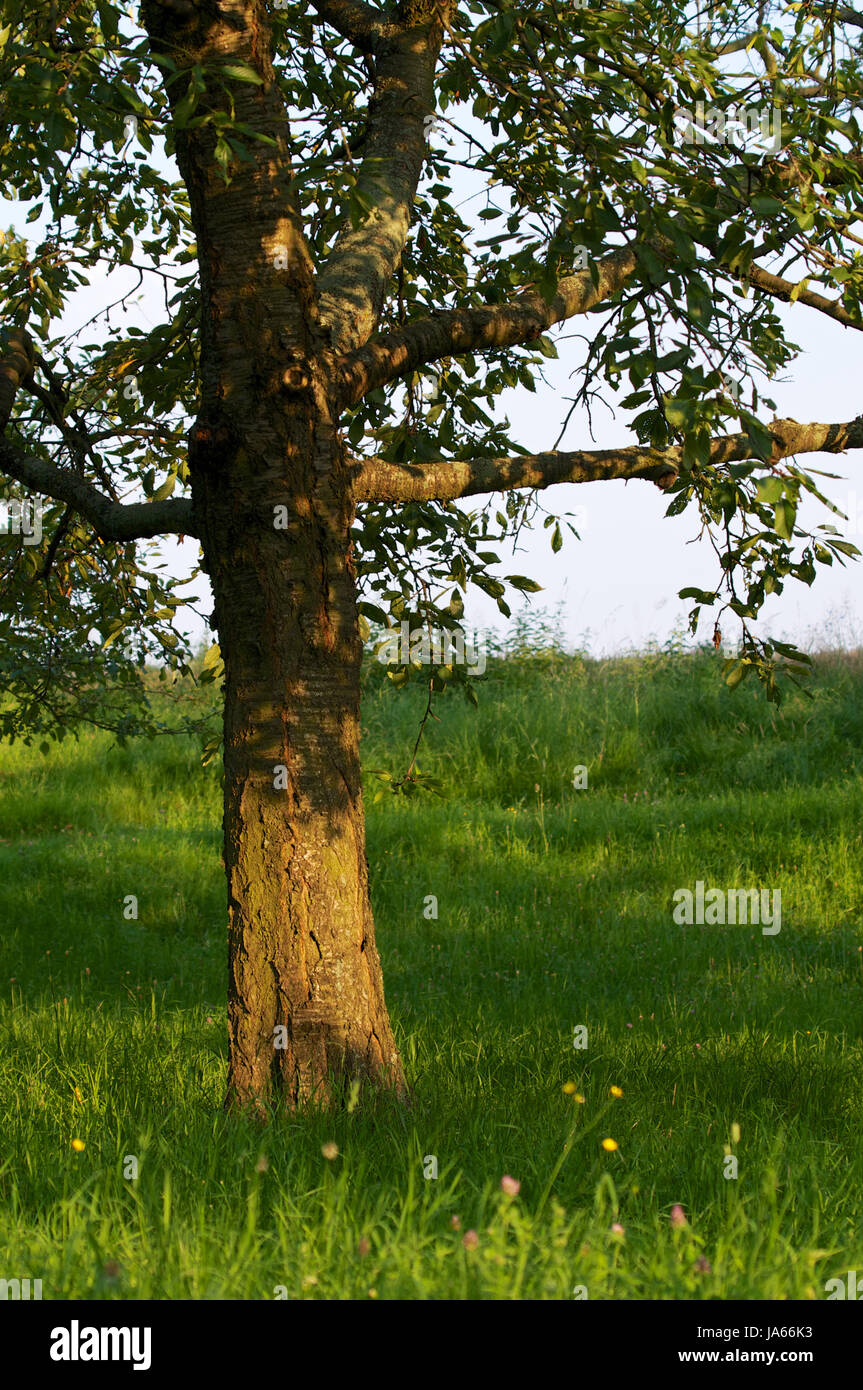 garden, romantic, summer, summerly, biological, apple tree, apples ...