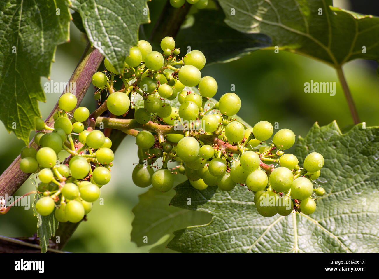 white wine grape Stock Photo - Alamy