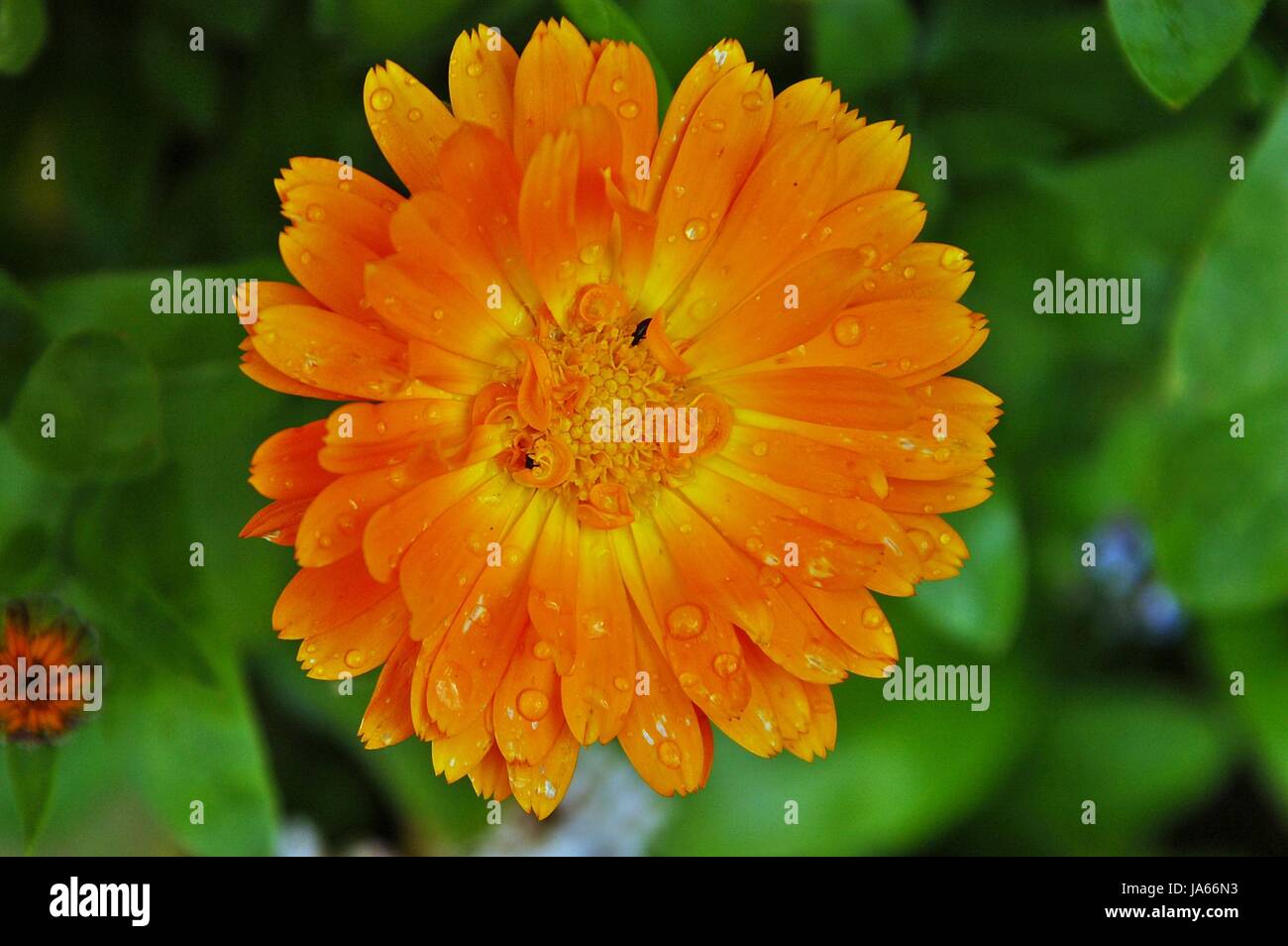 Marigold medicinal hi-res stock photography and images - Alamy