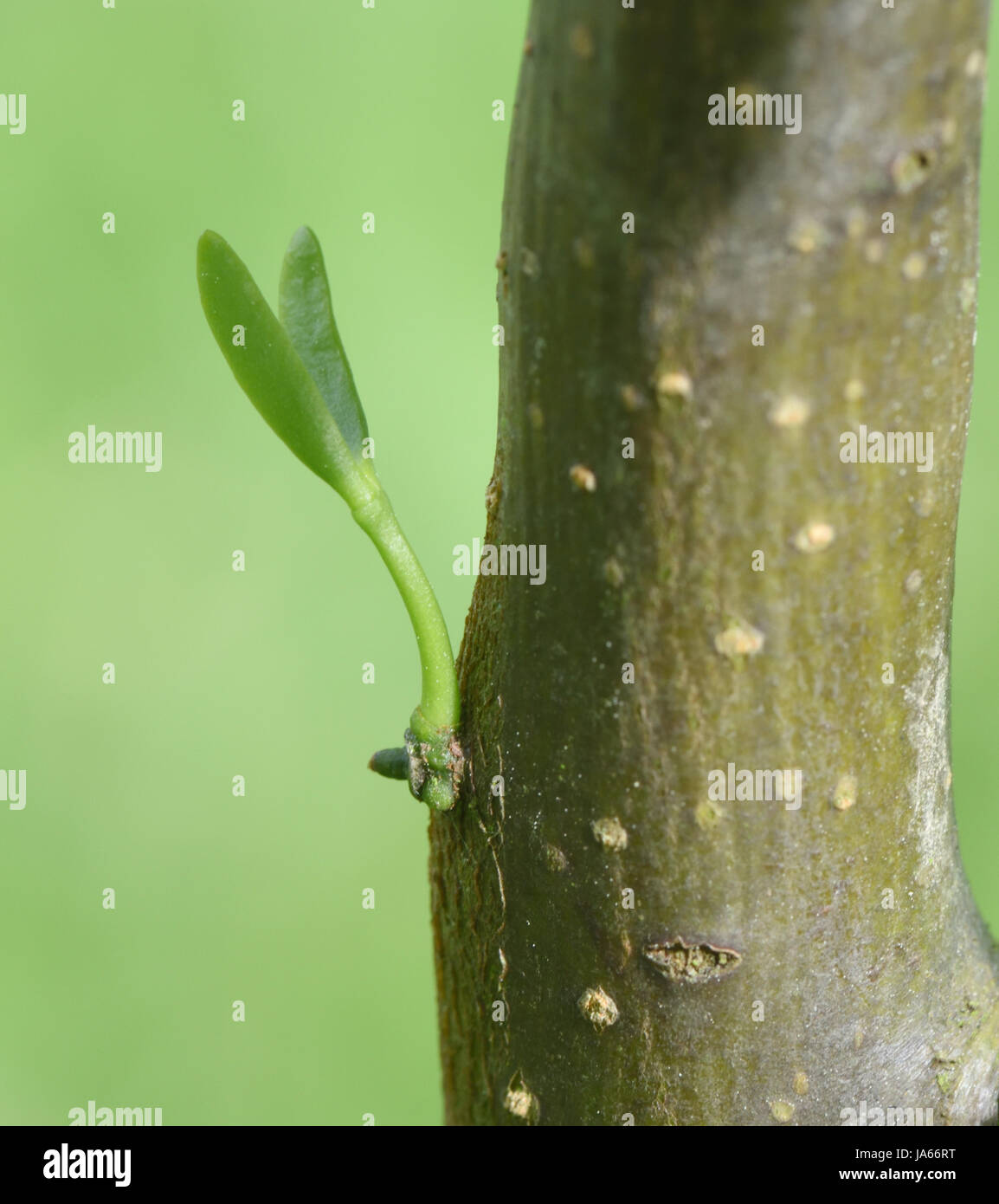 Crab apple tree hi-res stock photography and images - Alamy