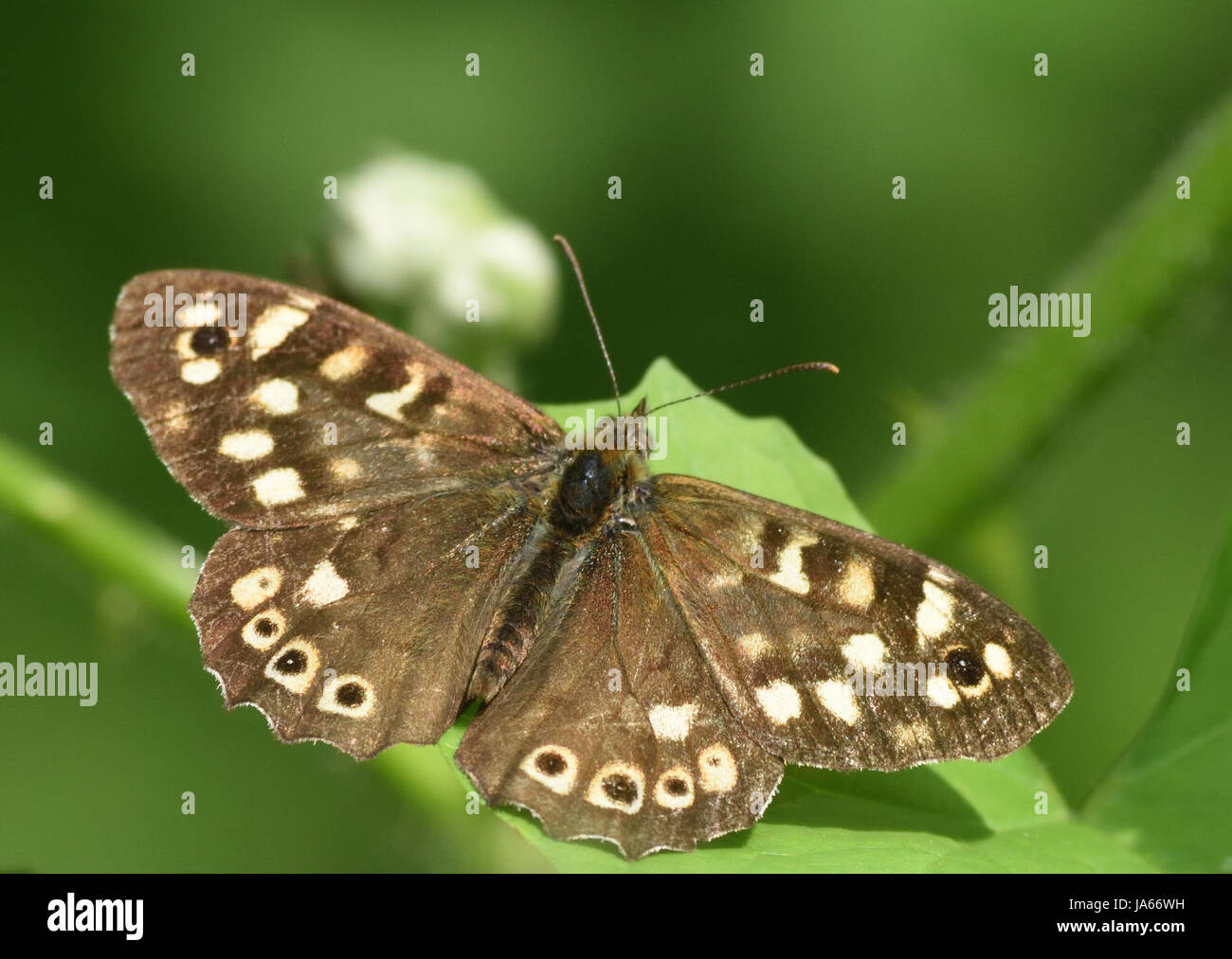 Speckled wood hi-res stock photography and images - Alamy