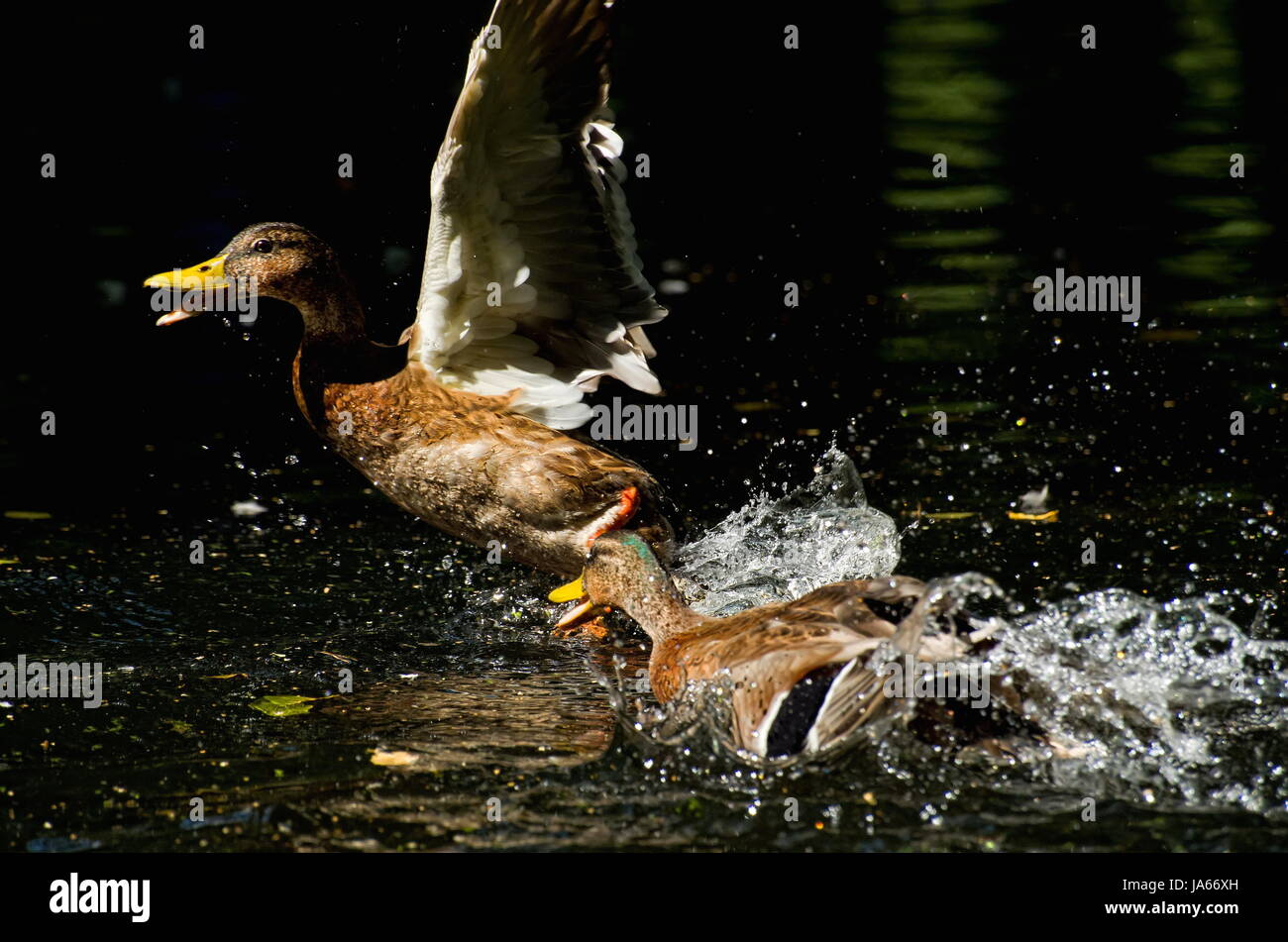 animal, ducks, wildlife, community, mallard, couple, pair, quarrel ...
