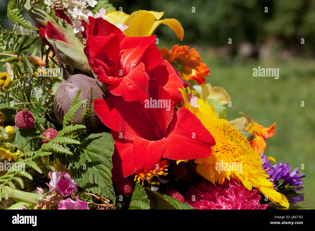 flower, plant, summer, summerly, bouquet, herb, backdrop, background ...