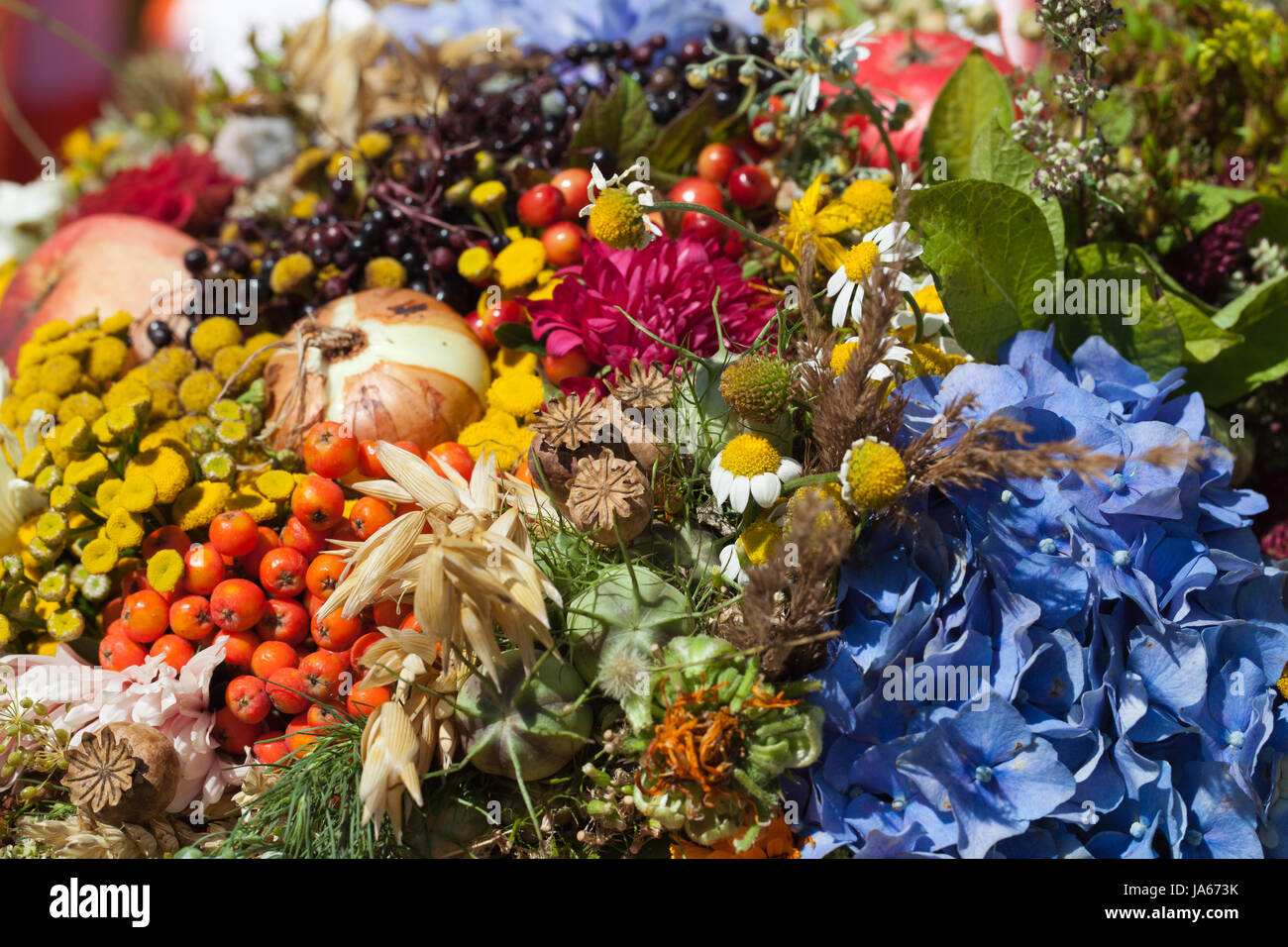 flower, plant, summer, summerly, bouquet, herb, backdrop, background ...