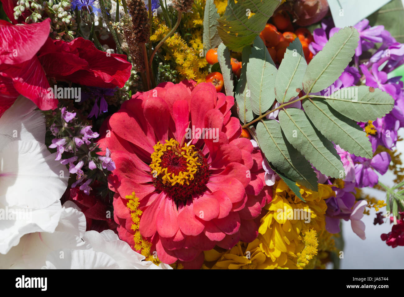flower, plant, summer, summerly, bouquet, herb, backdrop, background ...