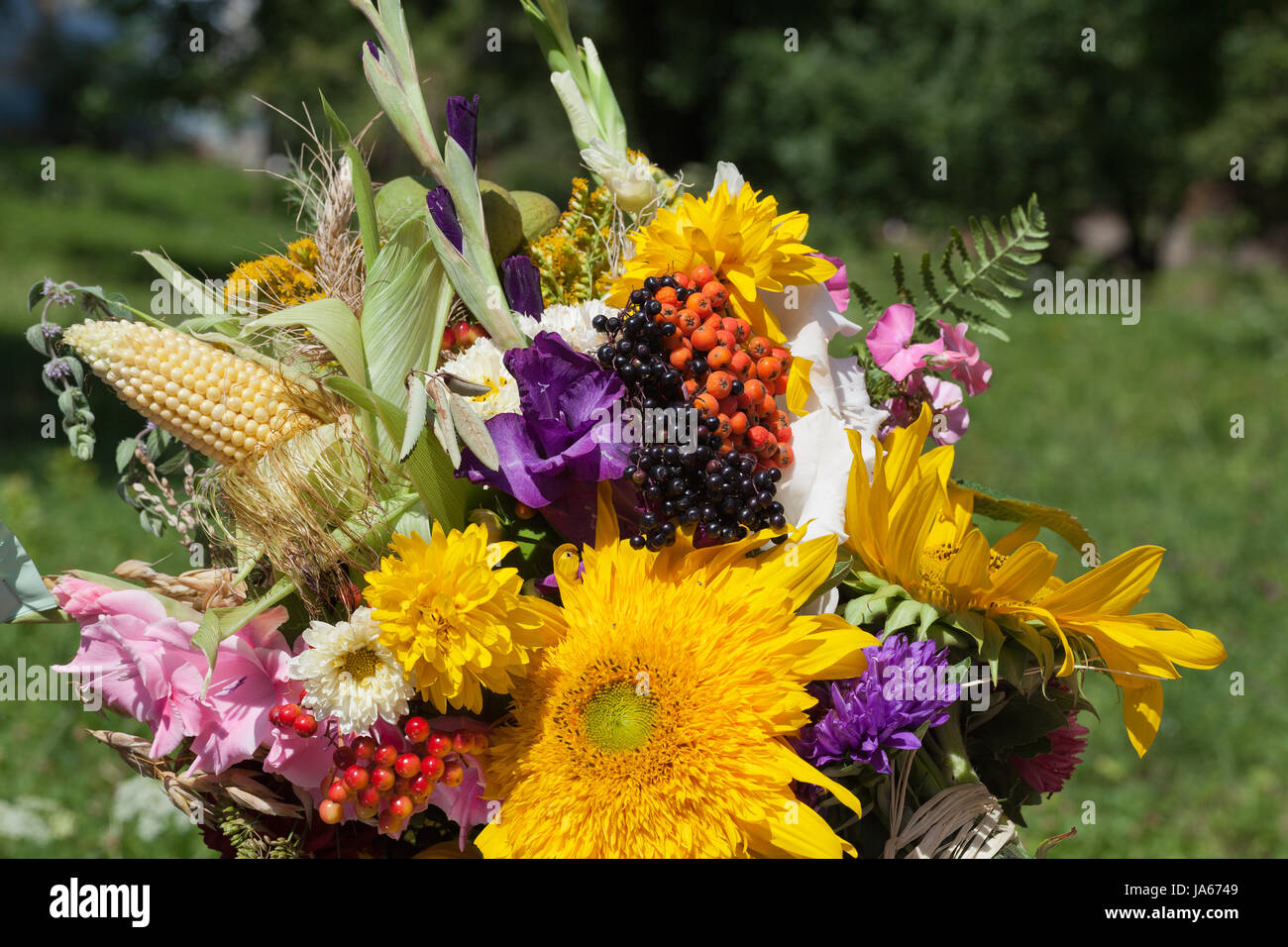 flower, plant, summer, summerly, bouquet, herb, backdrop, background ...