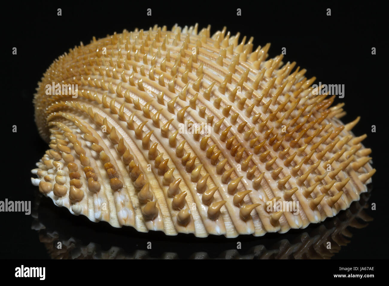 single seashell of bivalvia isolated on black background Stock Photo ...