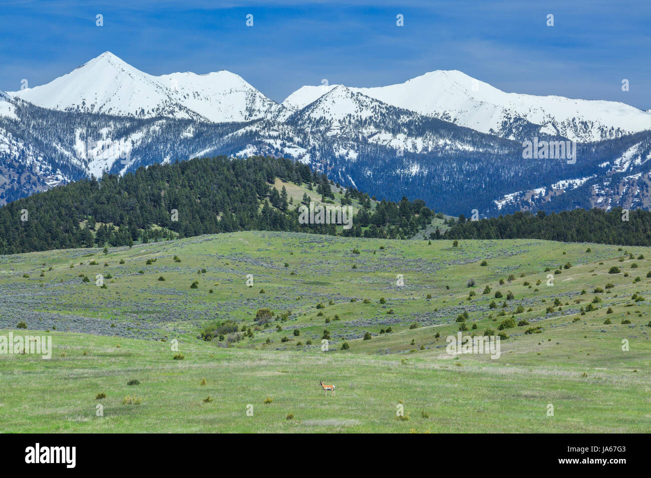 Mt d6113 hi-res stock photography and images - Alamy