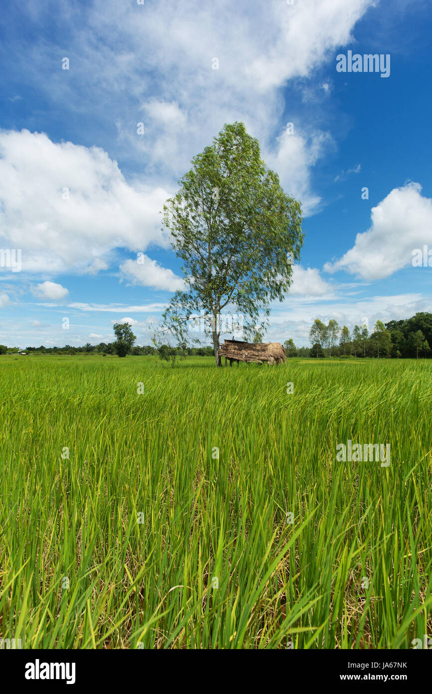 asia, paddy field, scenery, countryside, nature, rice, tree, green ...