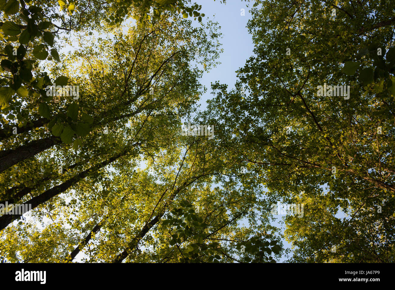 blue, tree, trees, plant, wood, leaves, summer, summerly, branches ...