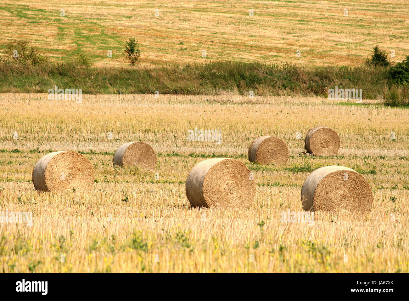 bucolic, agriculture, farming, field, summer, summerly, straw ball ...