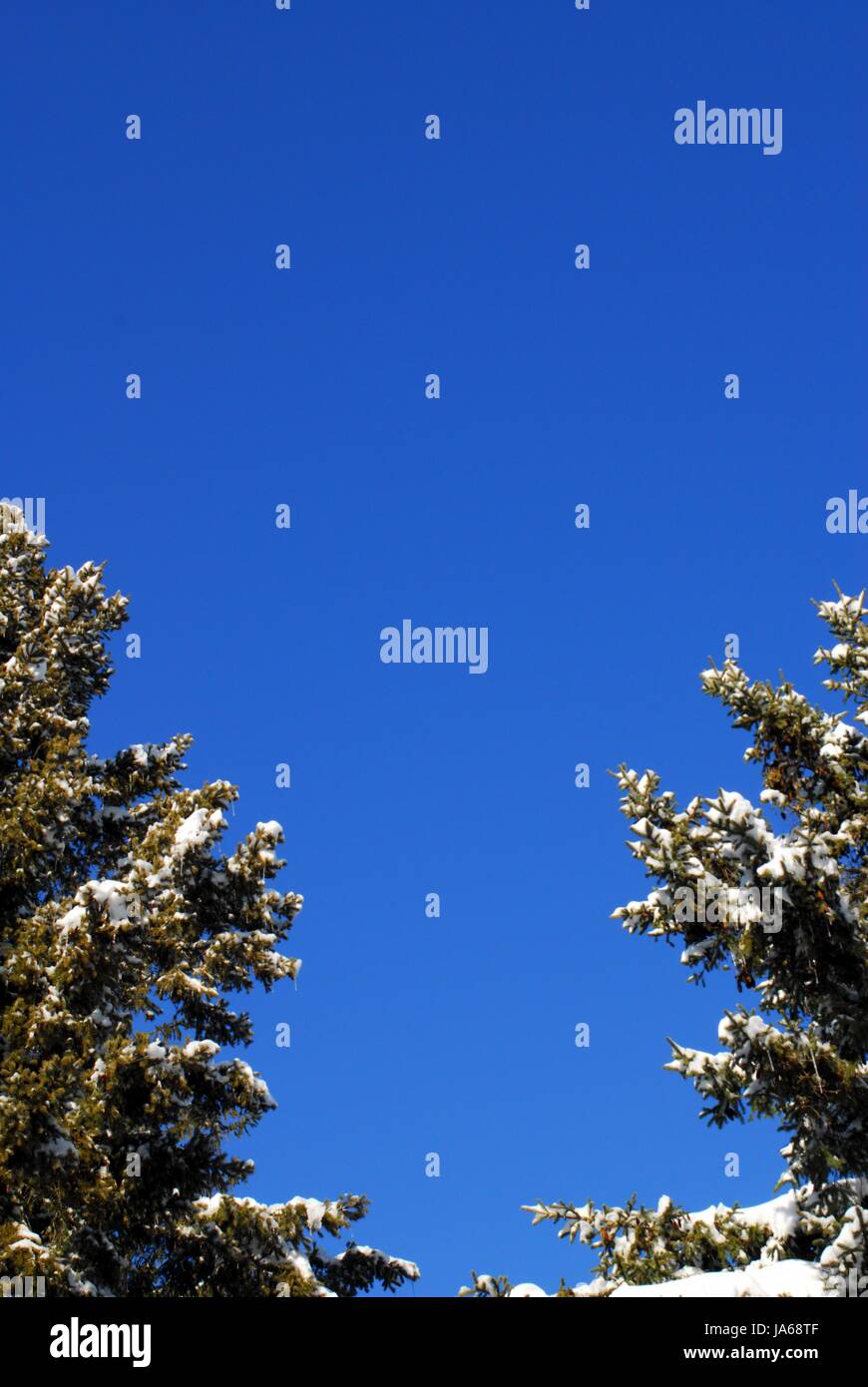 blue, beautiful, beauteously, nice, environment, enviroment, tree ...