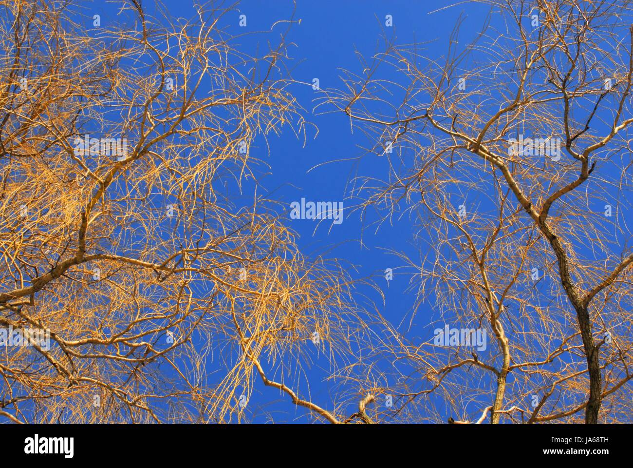 blue, beautiful, beauteously, nice, environment, enviroment, tree ...