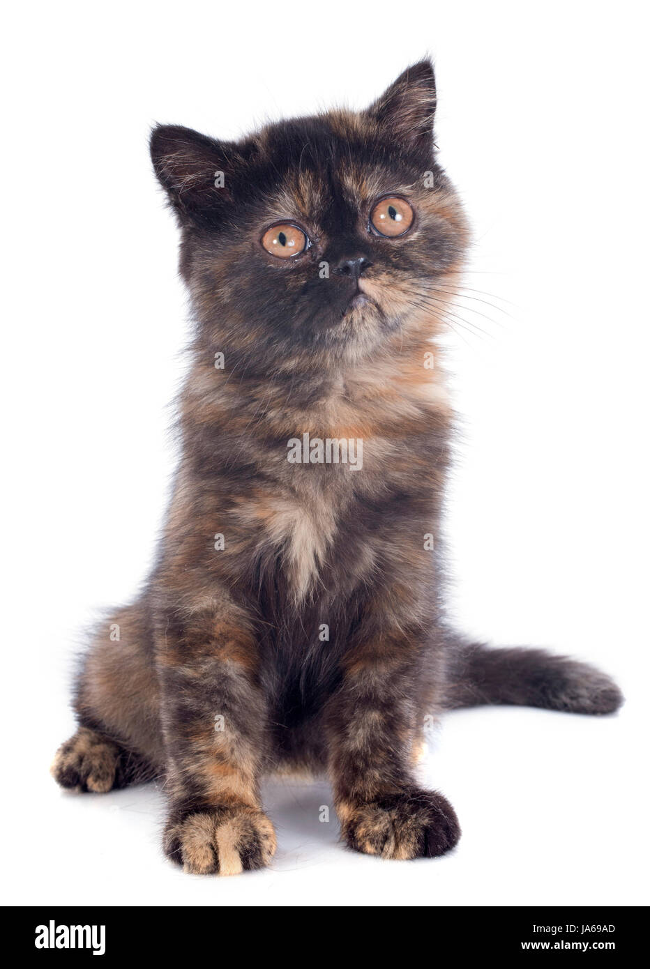Brindle cat hi-res stock photography and images - Alamy
