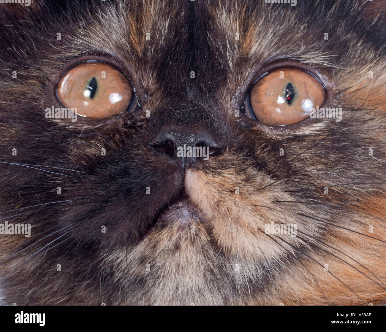 Brindle cat hi-res stock photography and images - Alamy