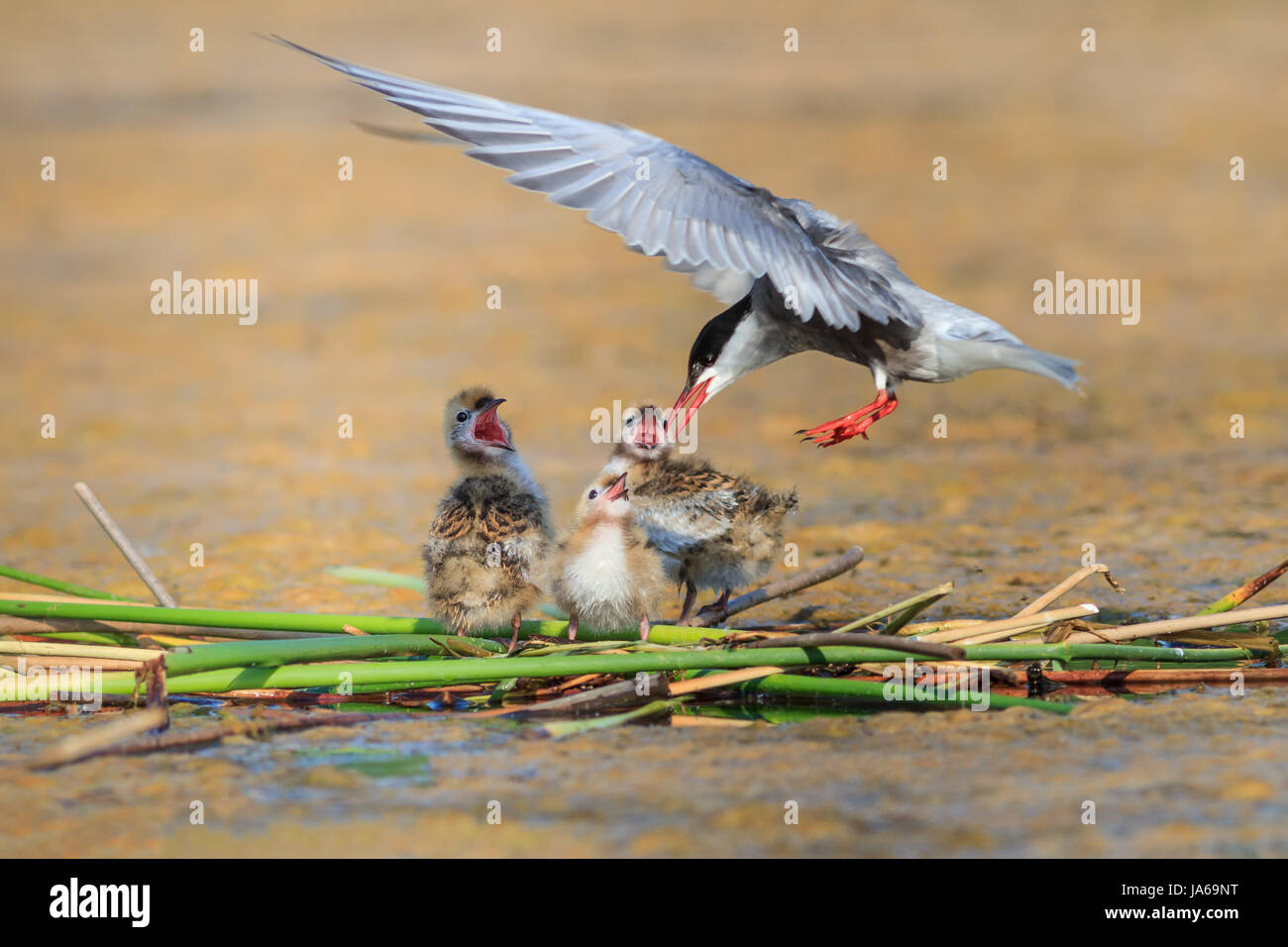 animal, bird, beak, wildlife, fresh water, lake, inland water, water ...