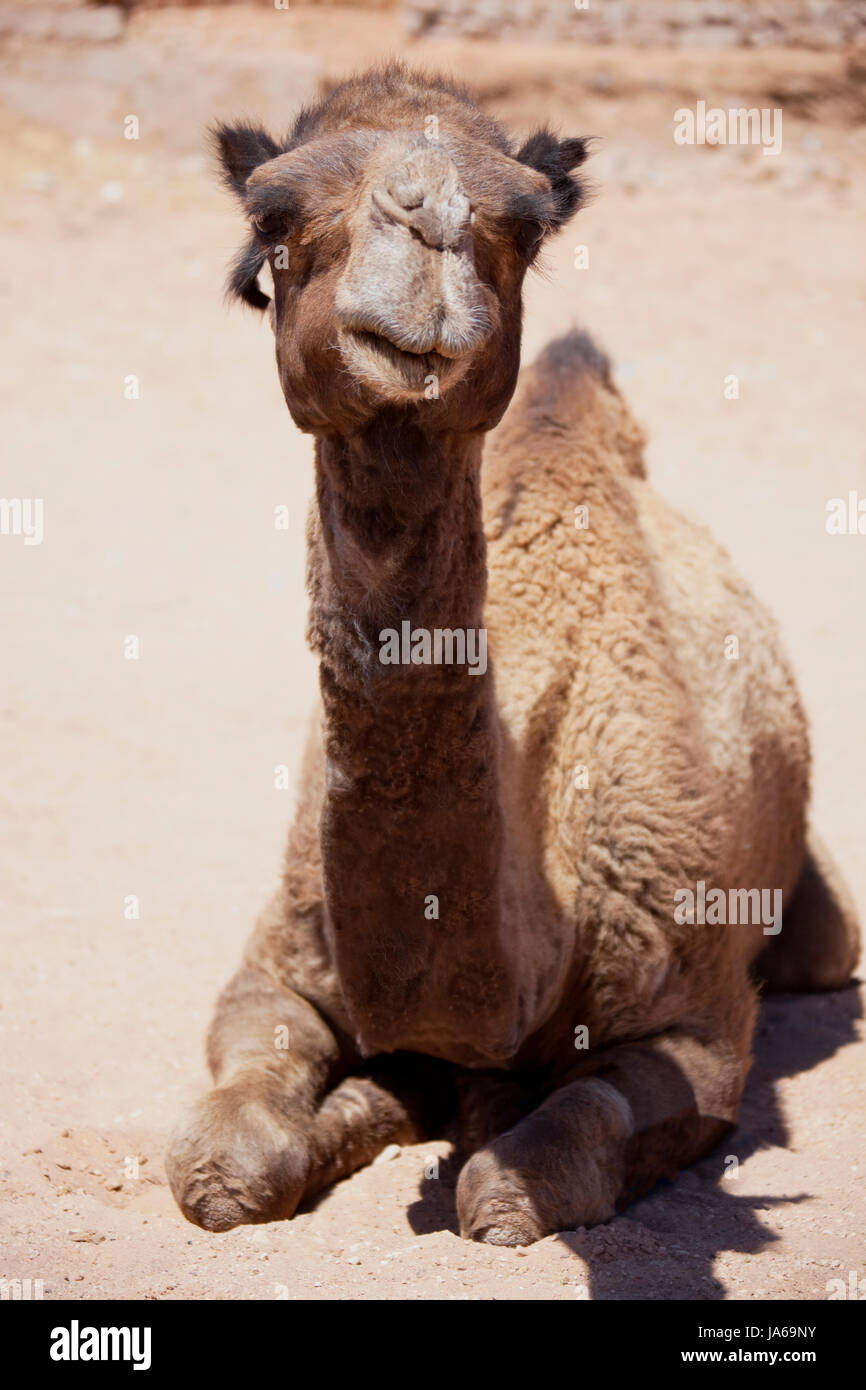 desert, wasteland, animal, africa, camel, dromedary, sands, sand ...