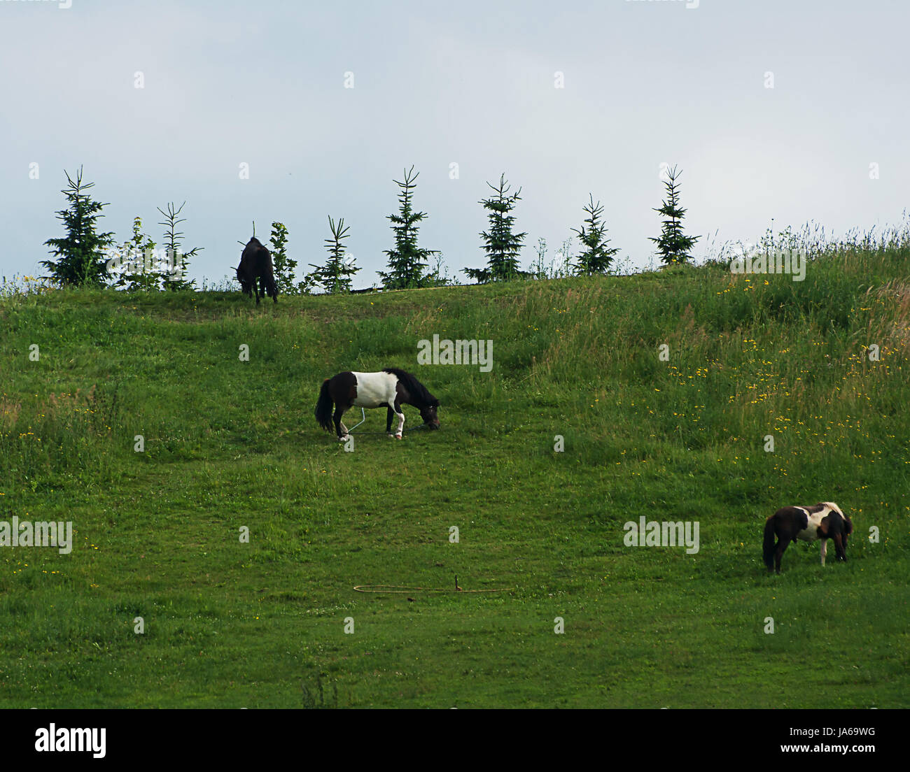 tree, hill, horse, animal, horses, small, tiny, little, short, three ...
