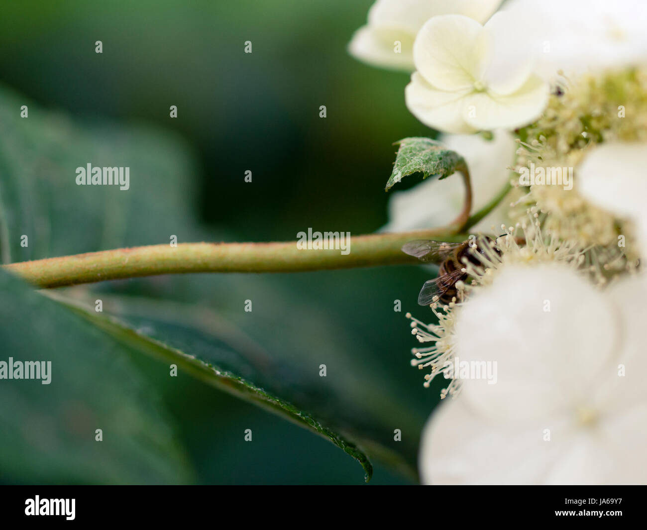 Honey bee on white flower Stock Photo - Alamy