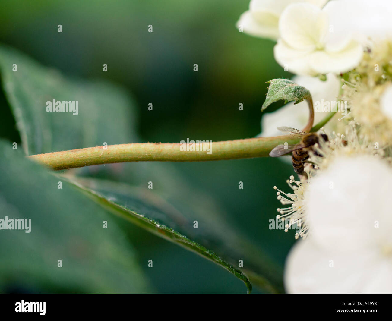 Honey bee on white flower Stock Photo - Alamy