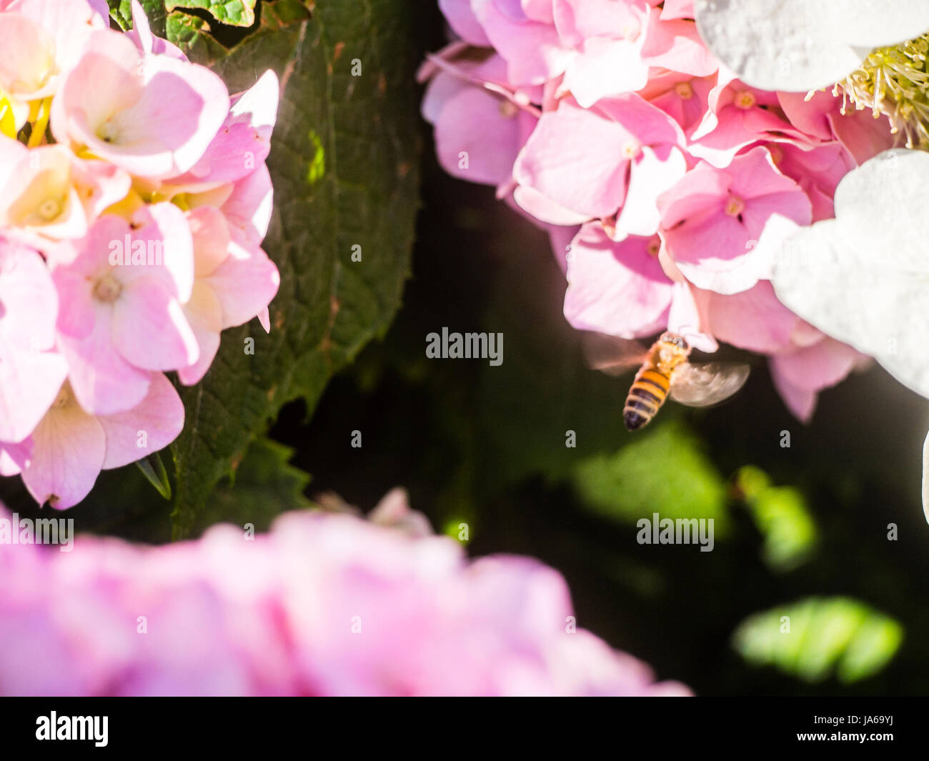 European honey bee wing hi-res stock photography and images - Alamy