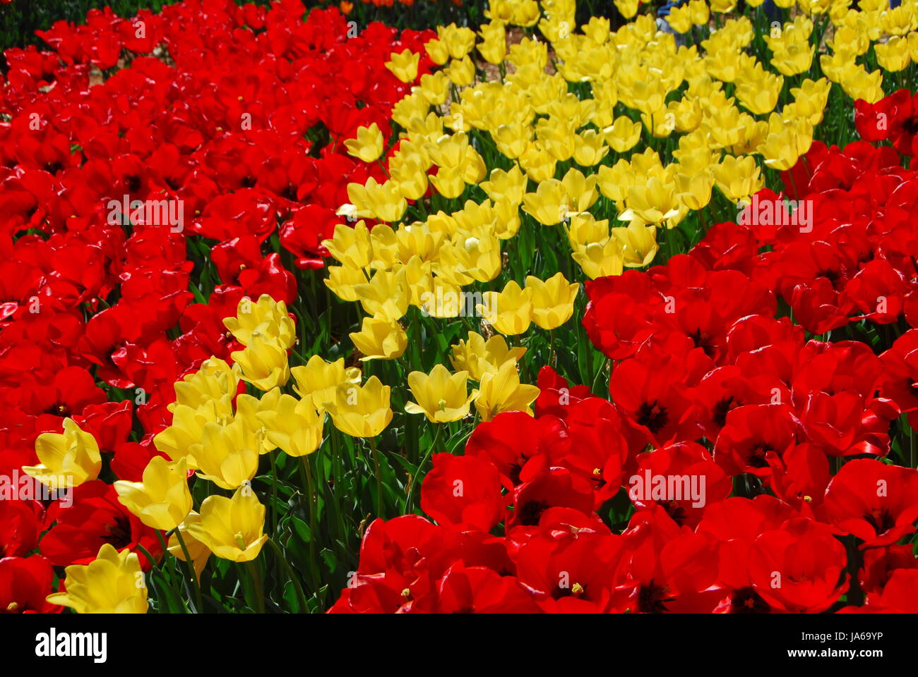 garden, flower, plant, bloom, blossom, flourish, flourishing, field ...